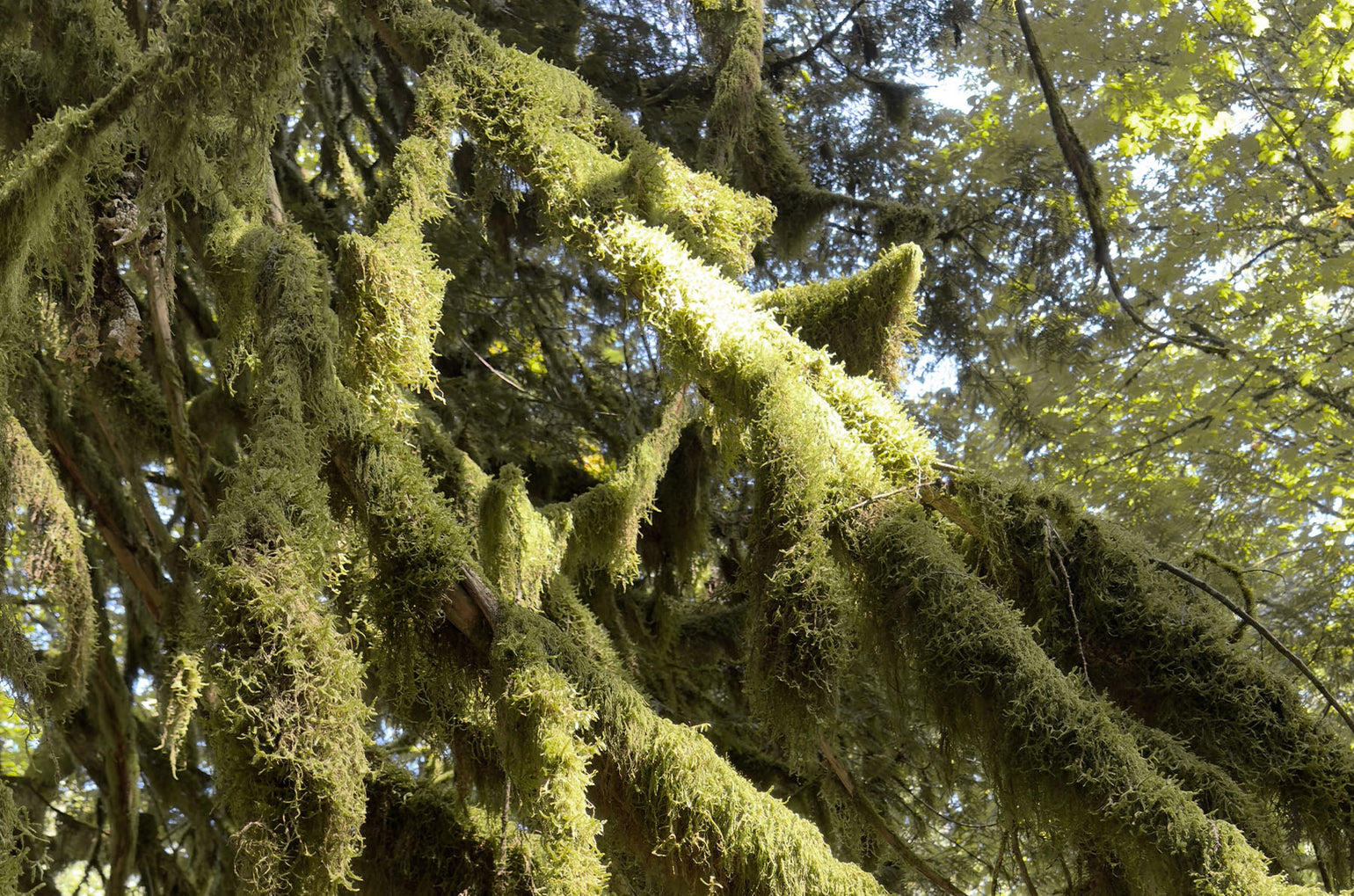 The Magic of Moss Green – b, halfmoon