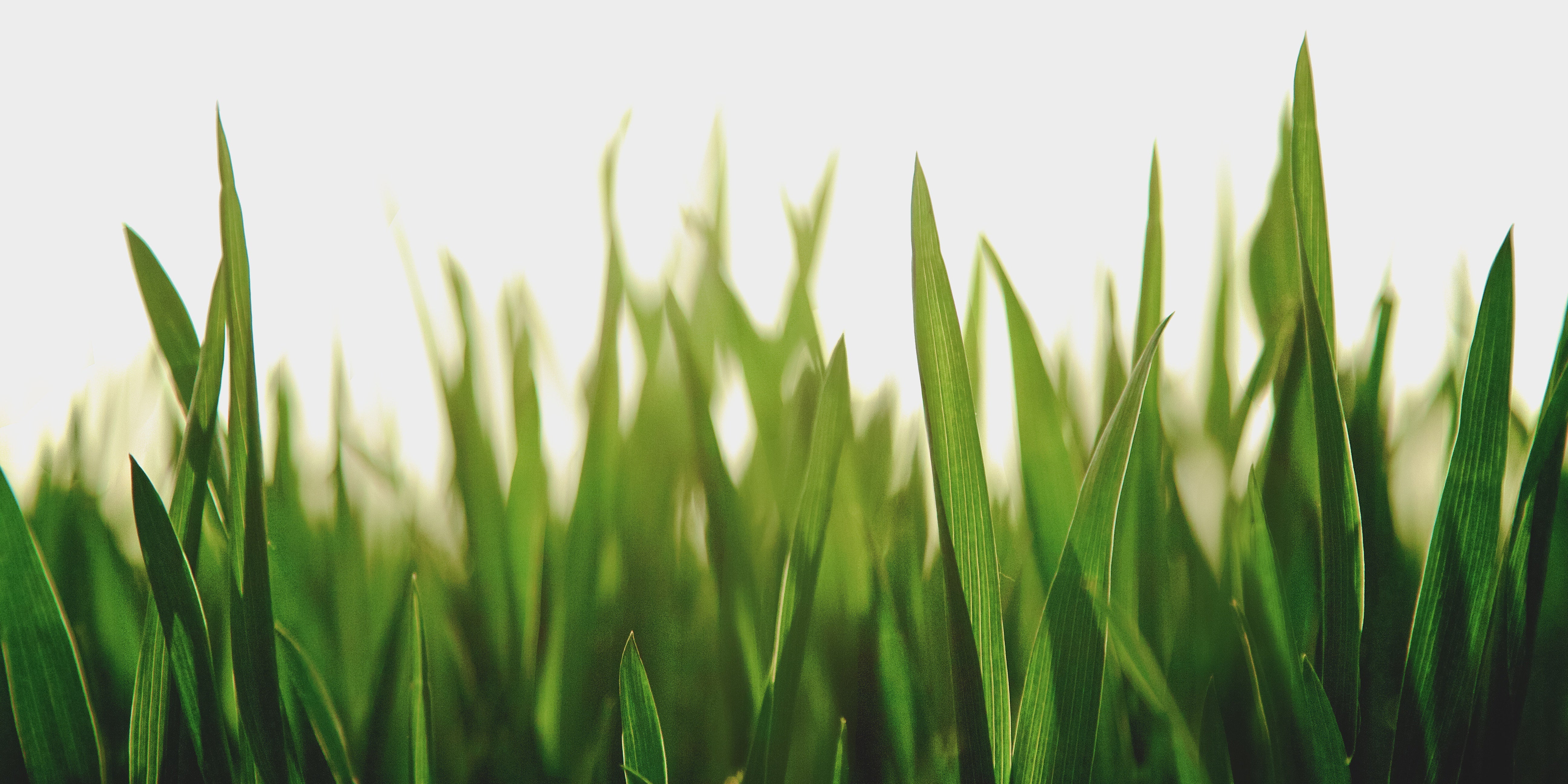 Garden of Love Meditation with Connor Burns – b, halfmoon CA